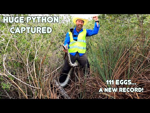 Warning: Are Gigantic Burmese Pythons Taking Over Florida? - Drivin ...