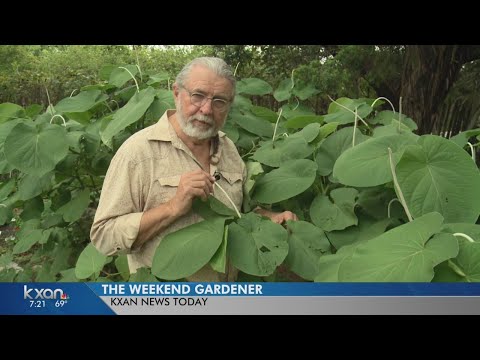 Is There Such a Thing as a Root Beer Plant? - Drivin' & Vibin'