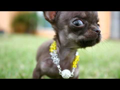 This is the World's Smallest Dog - Drivin' & Vibin'