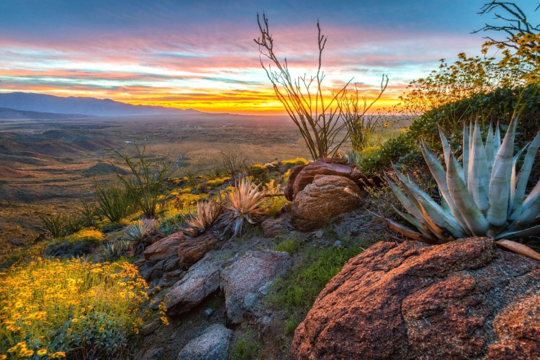 Blooming in the Desert: Your Unfiltered Guide to Anza-Borrego - Drivin ...
