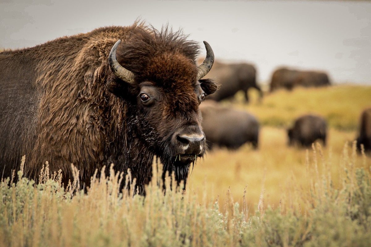 These Are The Most Dangerous Creatures at the Grand Canyon - Drivin ...