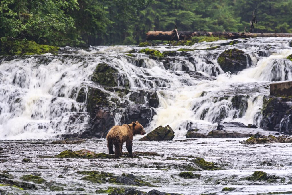 The Tongass National Forest Road Trip Guide - Drivin' & Vibin'