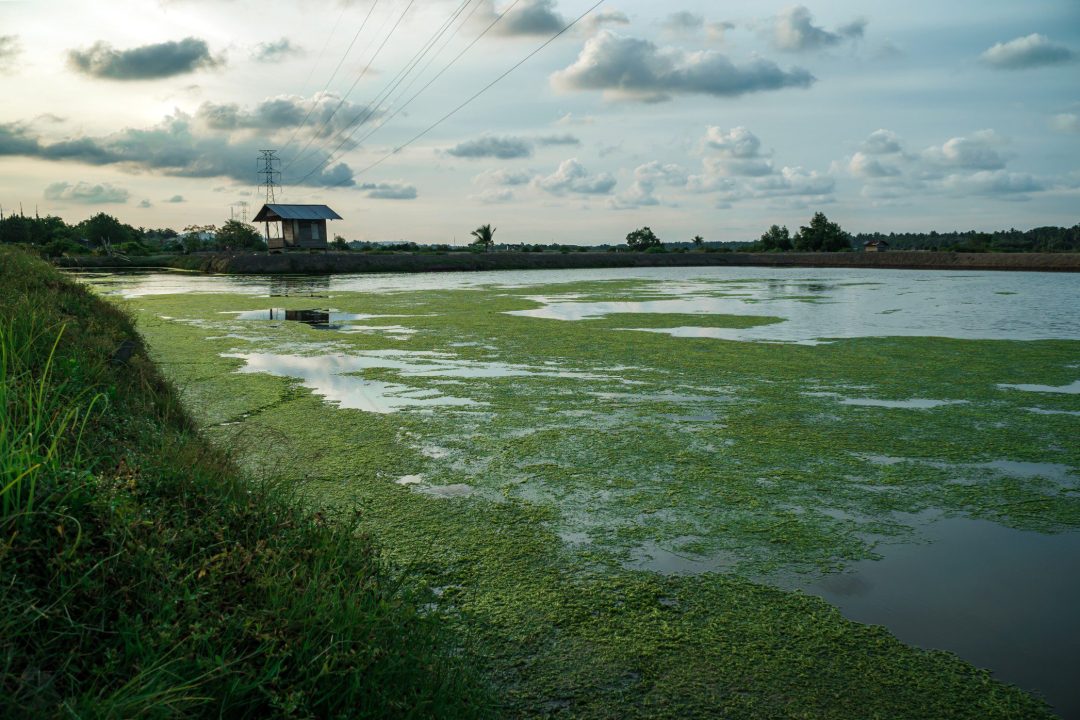 What Are The Most Dangerous Creatures in Lake Michigan - Drivin' & Vibin'