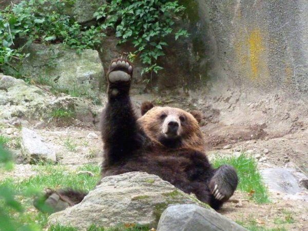 The Dirty Truth of the Cocaine Bear - Drivin' & Vibin'