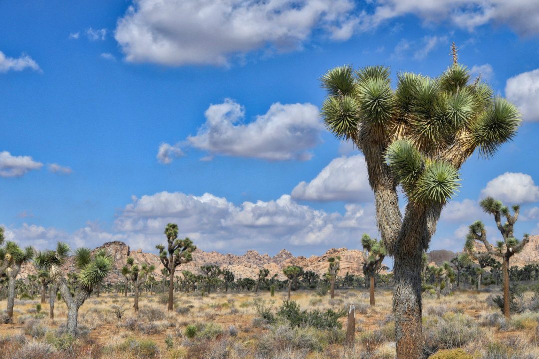 Are Joshua Trees Going Extinct? - Drivin' & Vibin'