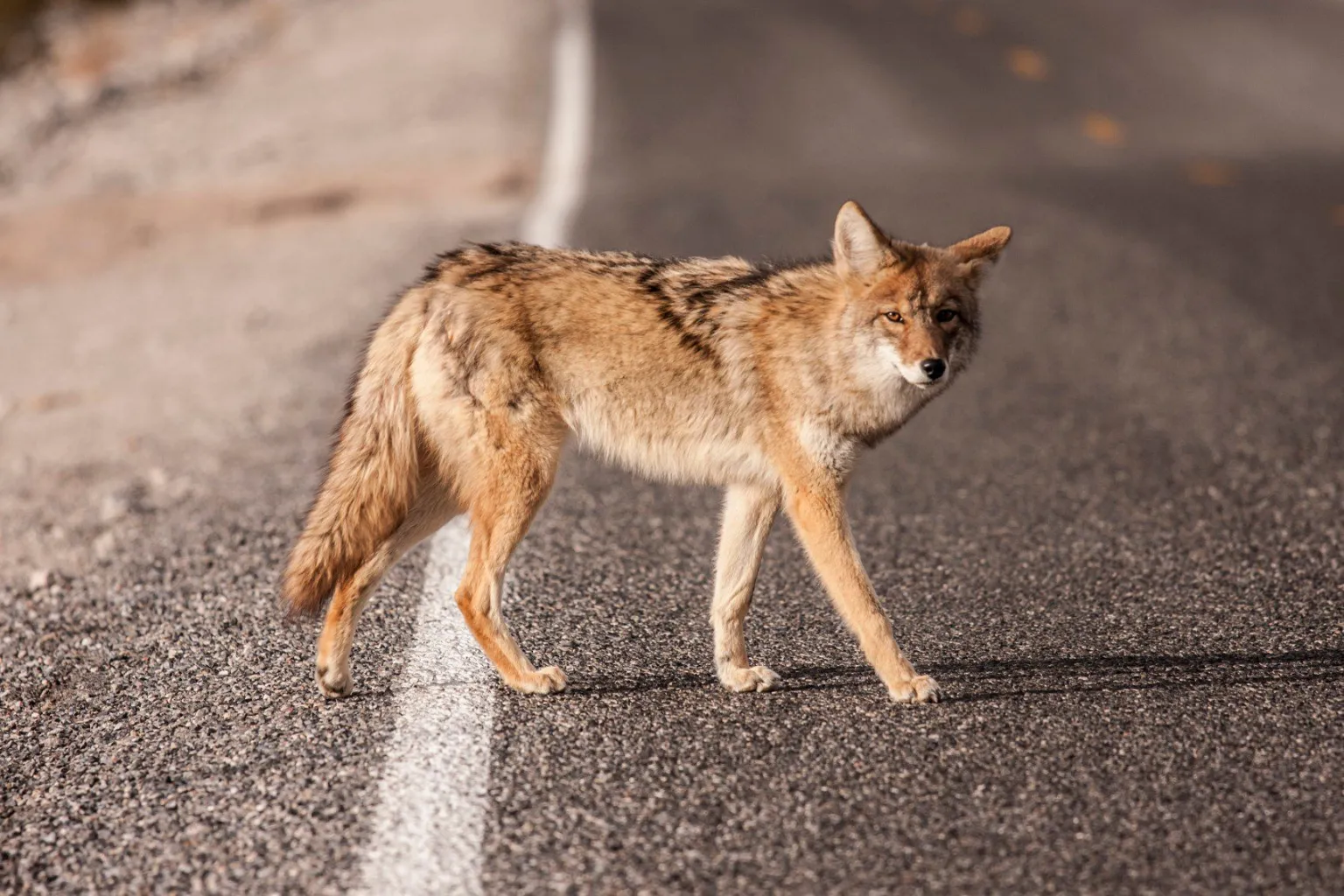These Are The Most Dangerous Creatures at the Grand Canyon - Drivin ...