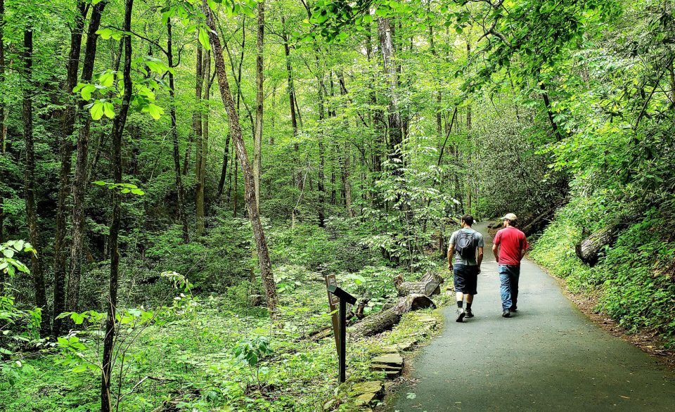 The Best National Forests to Visit this Summer - Drivin' & Vibin'