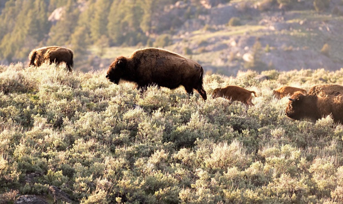 What Airport Do You Fly Into for Yellowstone? - Drivin' & Vibin'