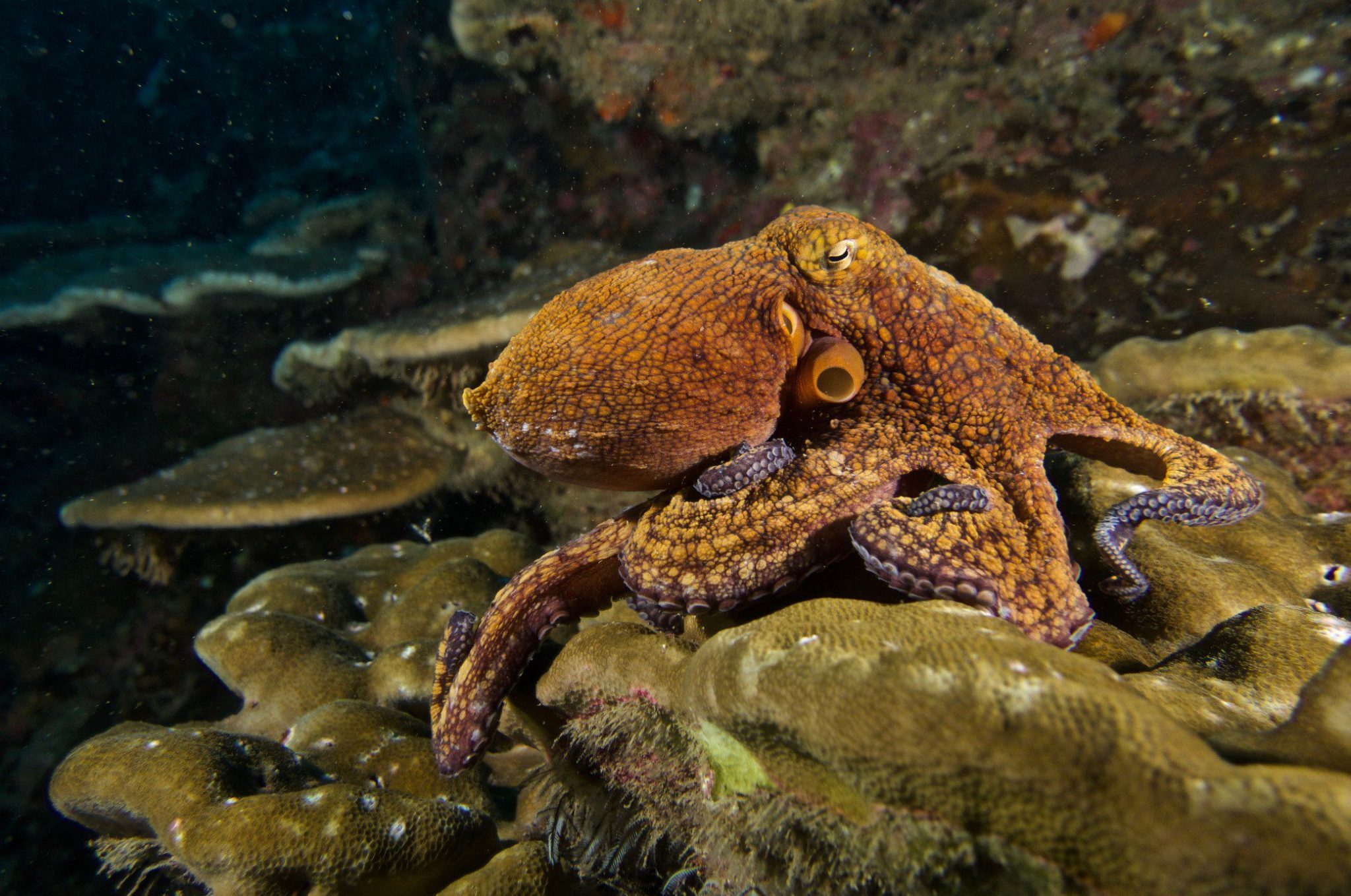 WARNING: Know the Octopus of Oklahoma Legend Before Taking a Dip in the ...