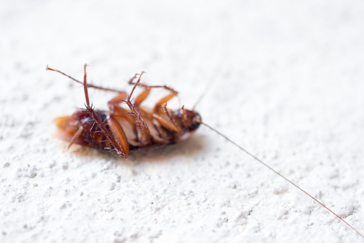 How to Easily Get Rid of Cockroaches - Drivin' & Vibin'