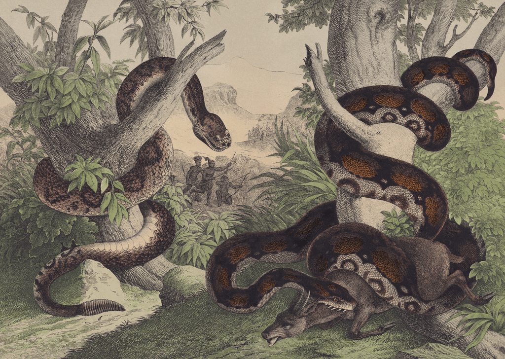 The Most Dangerous Creatures in Florida - Drivin' & Vibin'