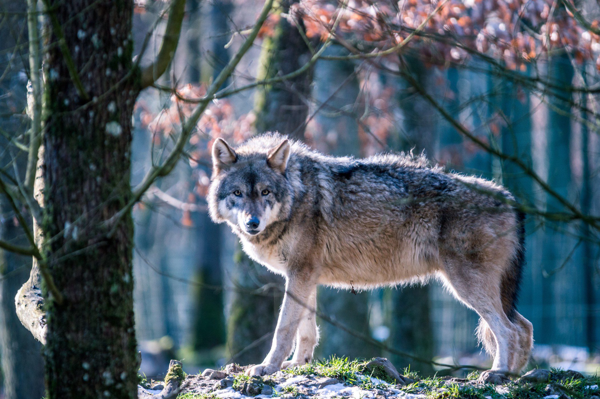 Are There Wolves in the Delaware Water Gap? - Drivin' & Vibin'