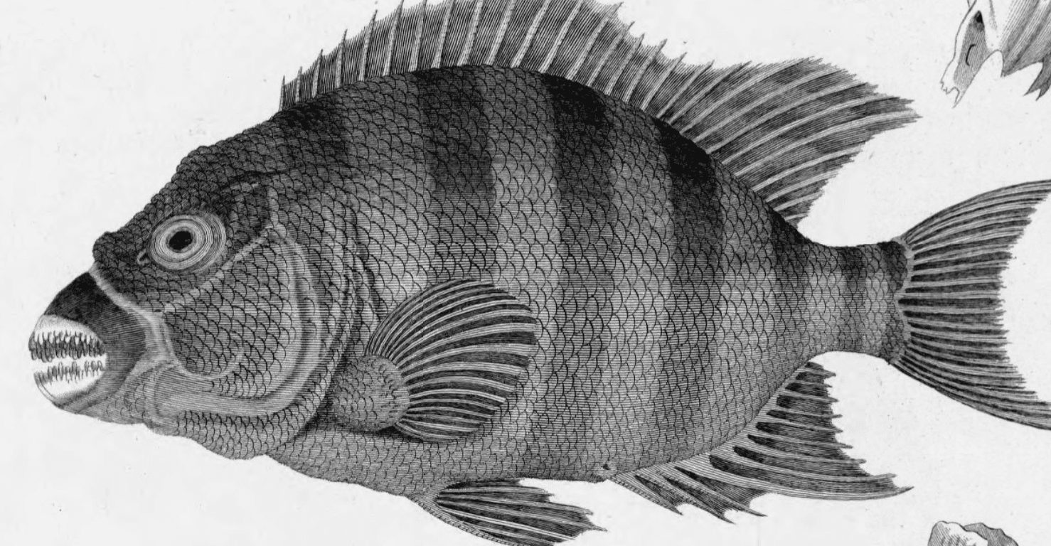 What is a Jubilee (and Where Can You Find One?) - Drivin' & Vibin'