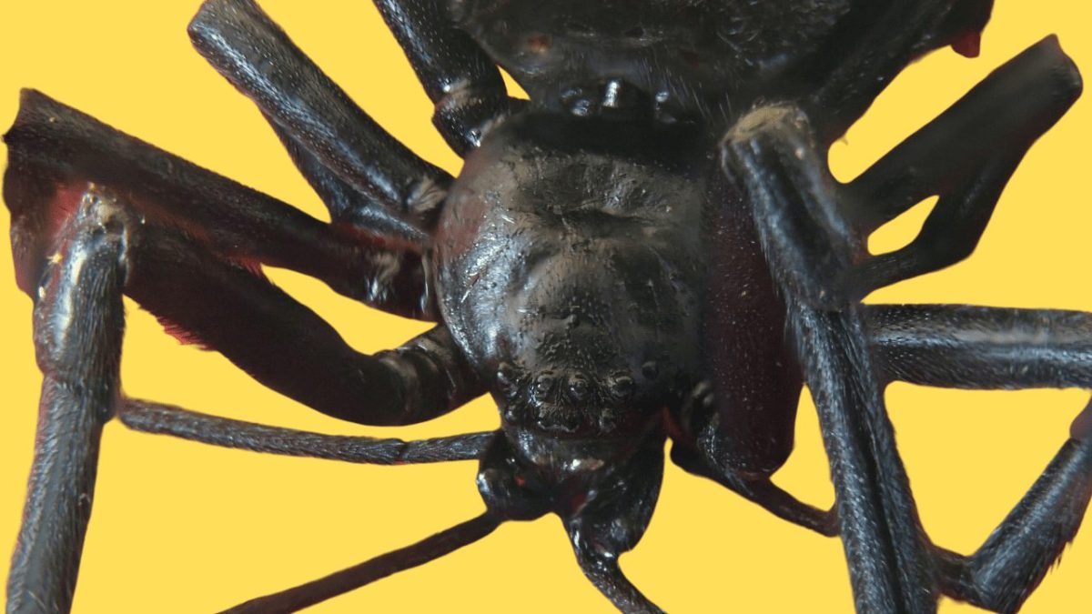 Are Black Widow Spiders Lethal (and How to Get Rid of Them)? - Drivin ...