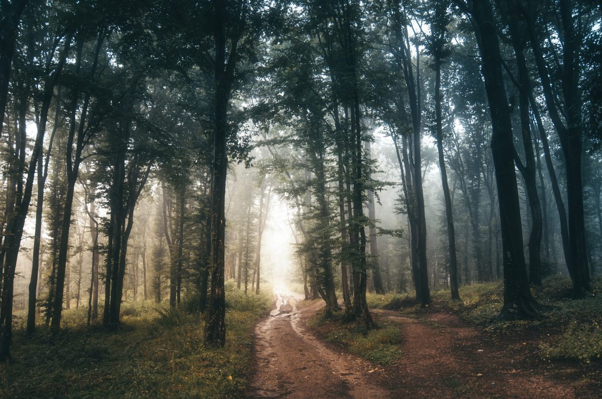 What is Dogman in Michigan Lore (and is it True)? - Drivin' & Vibin'