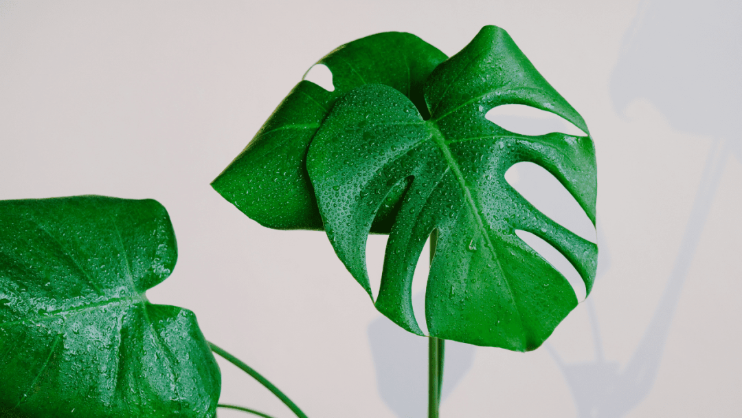 5 Ways to Accidentally Kill Your Monstera Plant - Drivin' & Vibin'