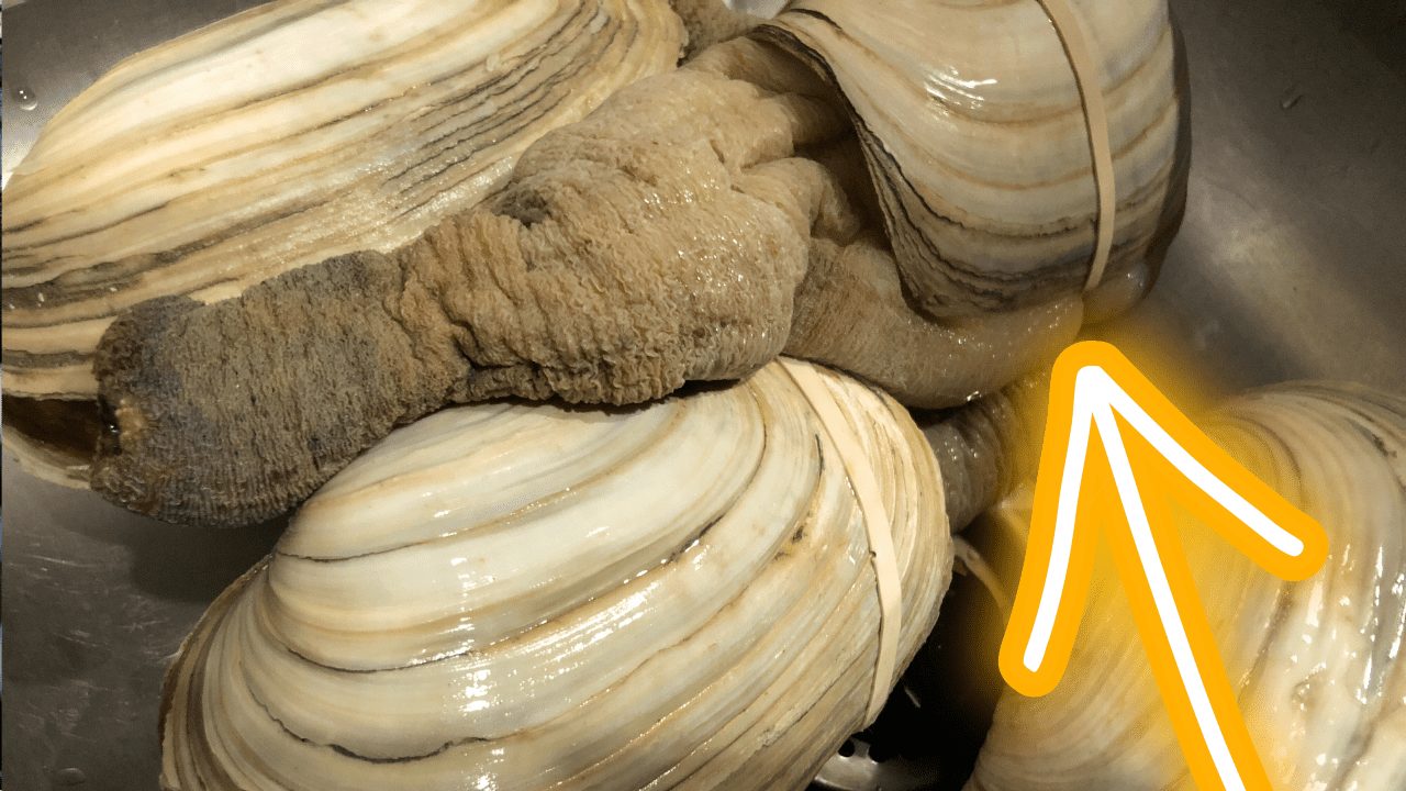 What Is a Geoduck (and Where Can You Find It?) - Drivin' & Vibin'