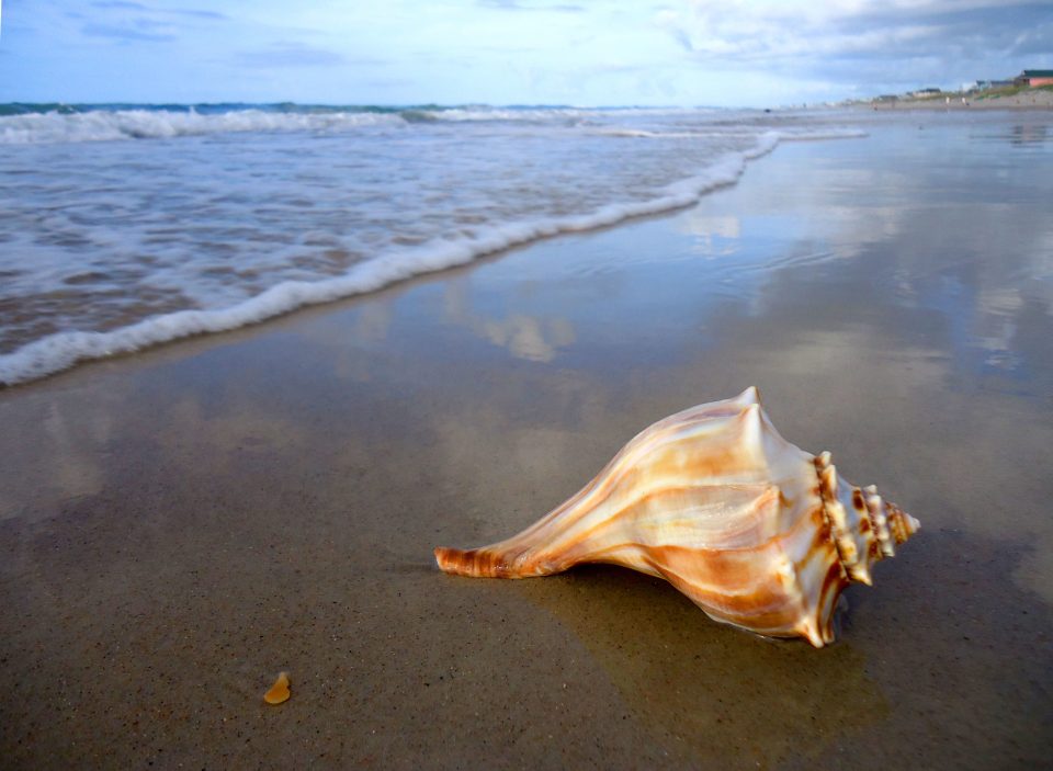 Where Can You Eat Conch in the USA? - Drivin' & Vibin'