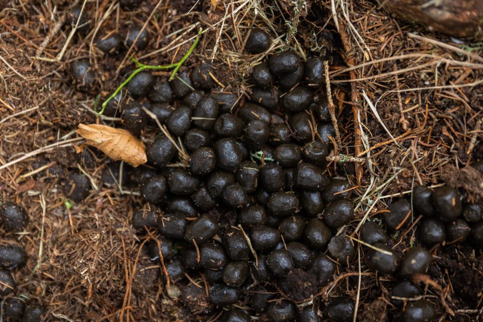 How to Identify Rodent Droppings - Drivin' & Vibin'