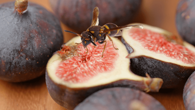 Are There Really Dead Wasps in Figs? - Drivin' & Vibin'