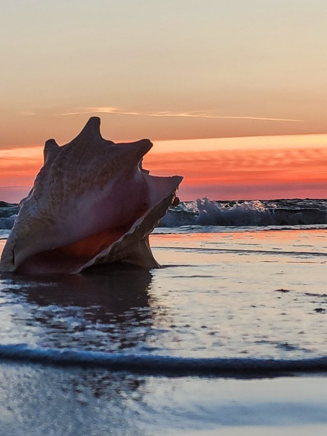 Where Can You Eat Conch in the USA? - Drivin' & Vibin'