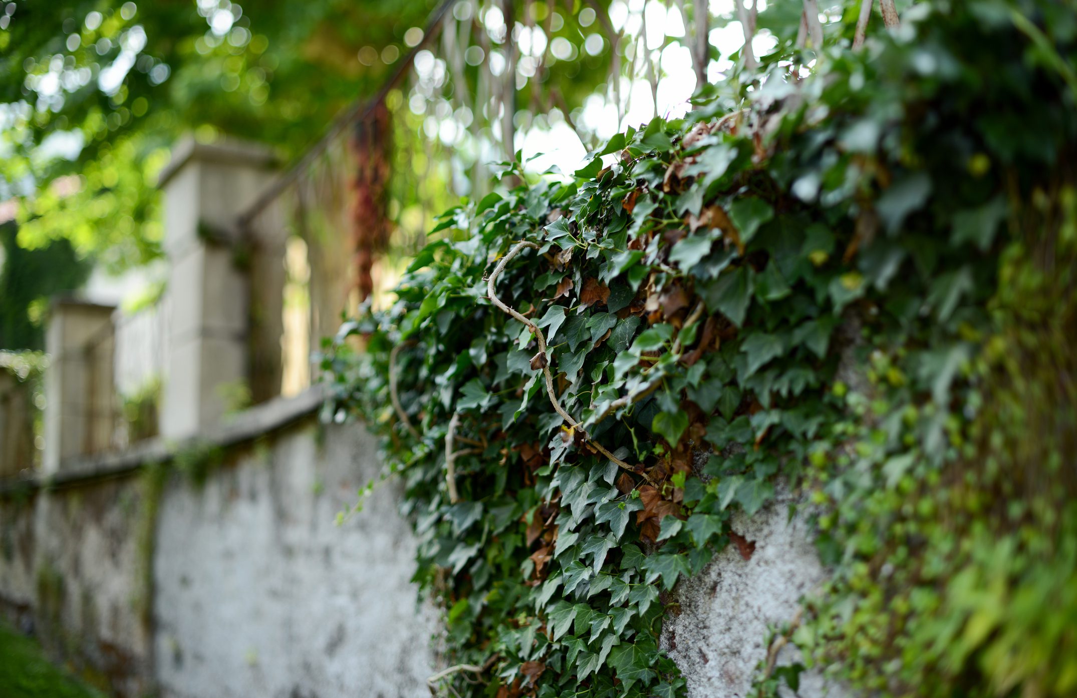 Can You Eat Kudzu? - Drivin' & Vibin'