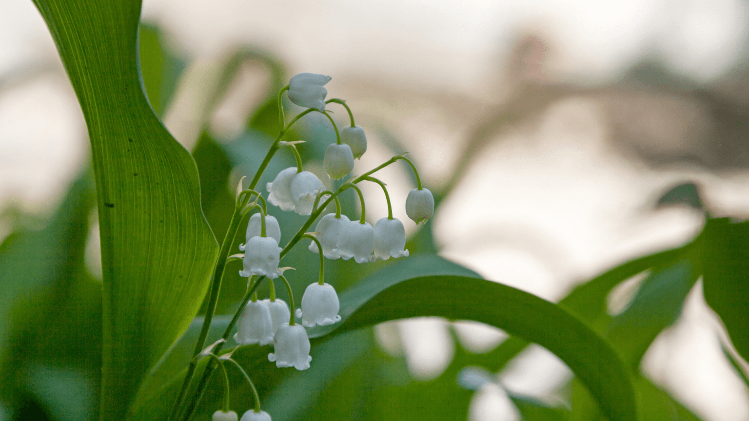 10 Most Beautiful Spring Flowers and How to Plant Them - Drivin' & Vibin'