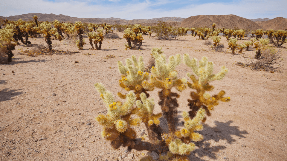 RVers, Listen Up! How to Escape a Jumping Cholla Attack - Drivin' & Vibin'