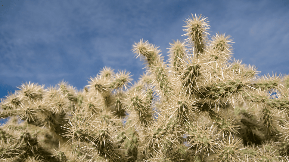 RVers, Listen Up! How to Escape a Jumping Cholla Attack - Drivin' & Vibin'