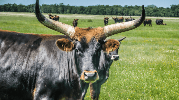 Will the Long Extinct Auroch Return to Europe? - Drivin' & Vibin'