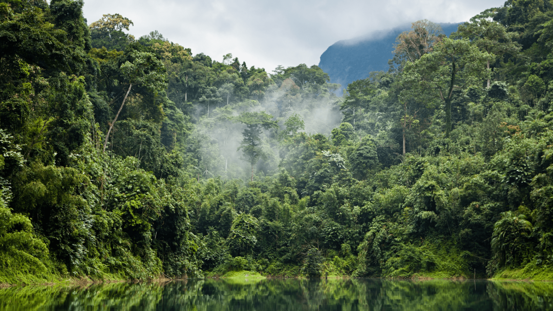 5 American Rainforests Right in Your Backyard - Drivin' & Vibin'