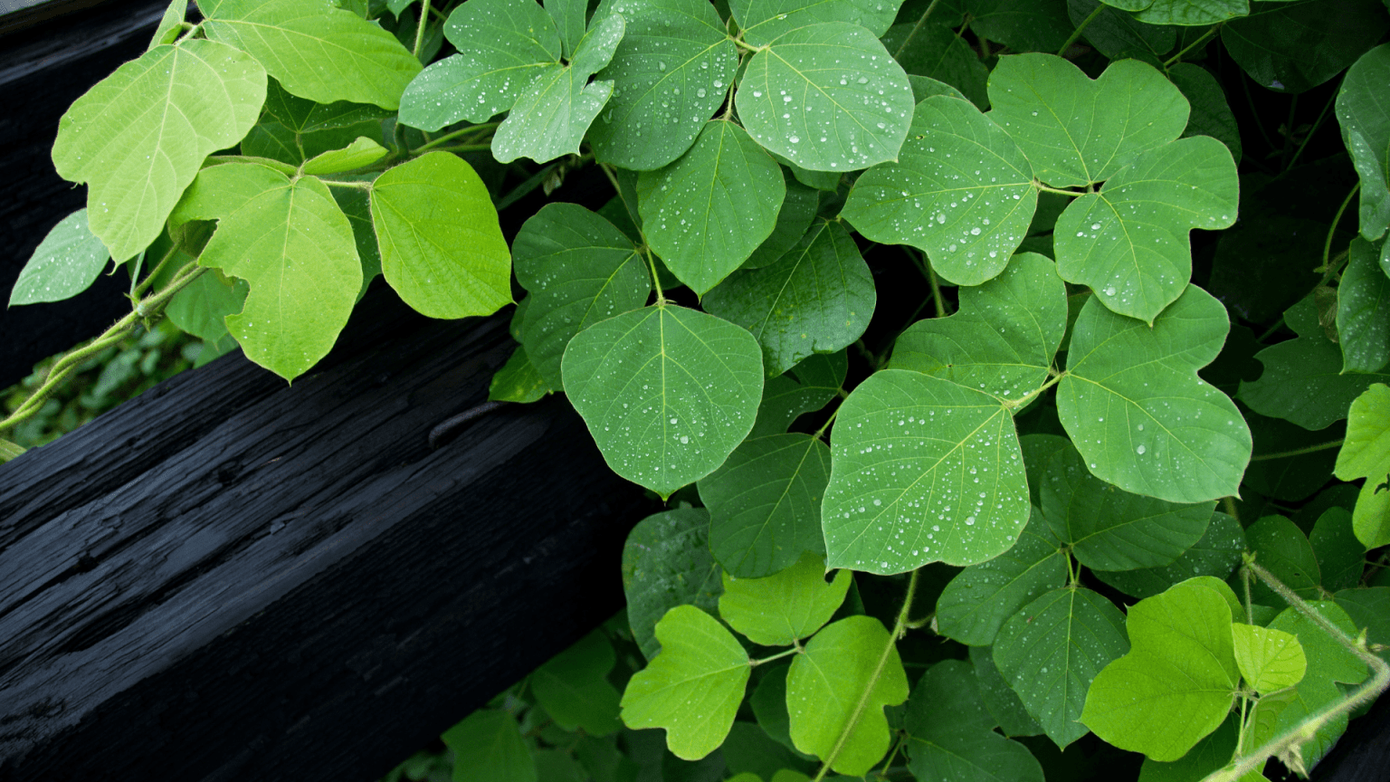 Can You Eat Kudzu? - Drivin' & Vibin'