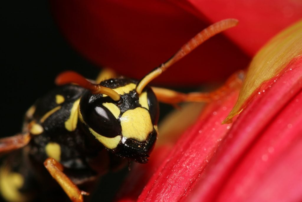 WARNING: 10 Most Dangerous Bugs in the USA - Drivin' & Vibin'