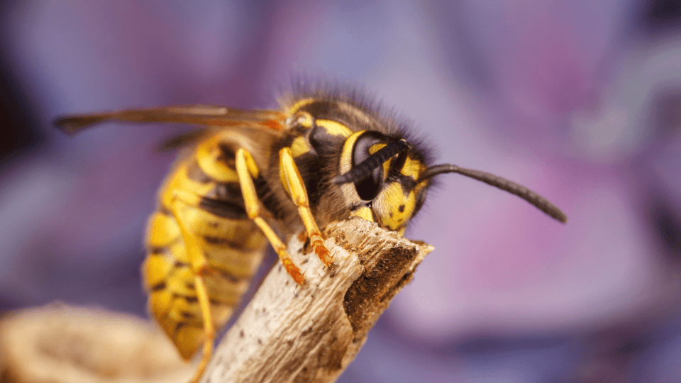 WARNING: 10 Most Dangerous Bugs in the USA - Drivin' & Vibin'