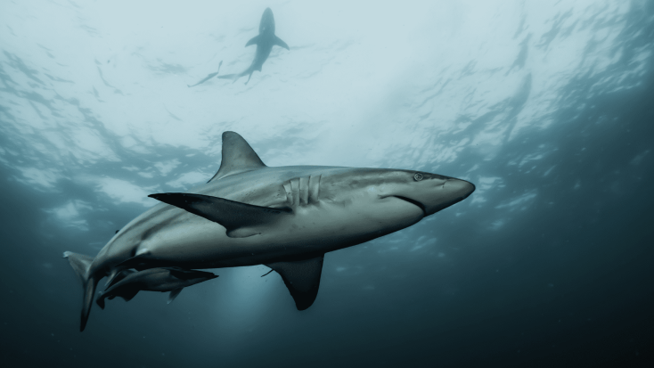 7 Dangerous Creatures Around Mobile Bay, Alabama - Drivin' & Vibin'