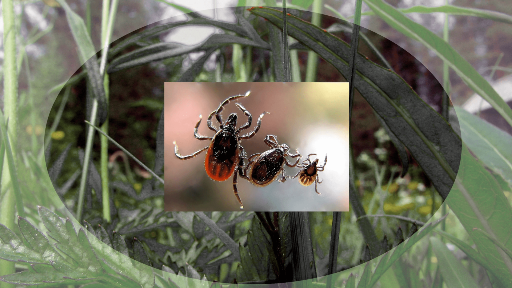 How to Easily Keep Ticks Out of Your Lawn This Year - Drivin' & Vibin'