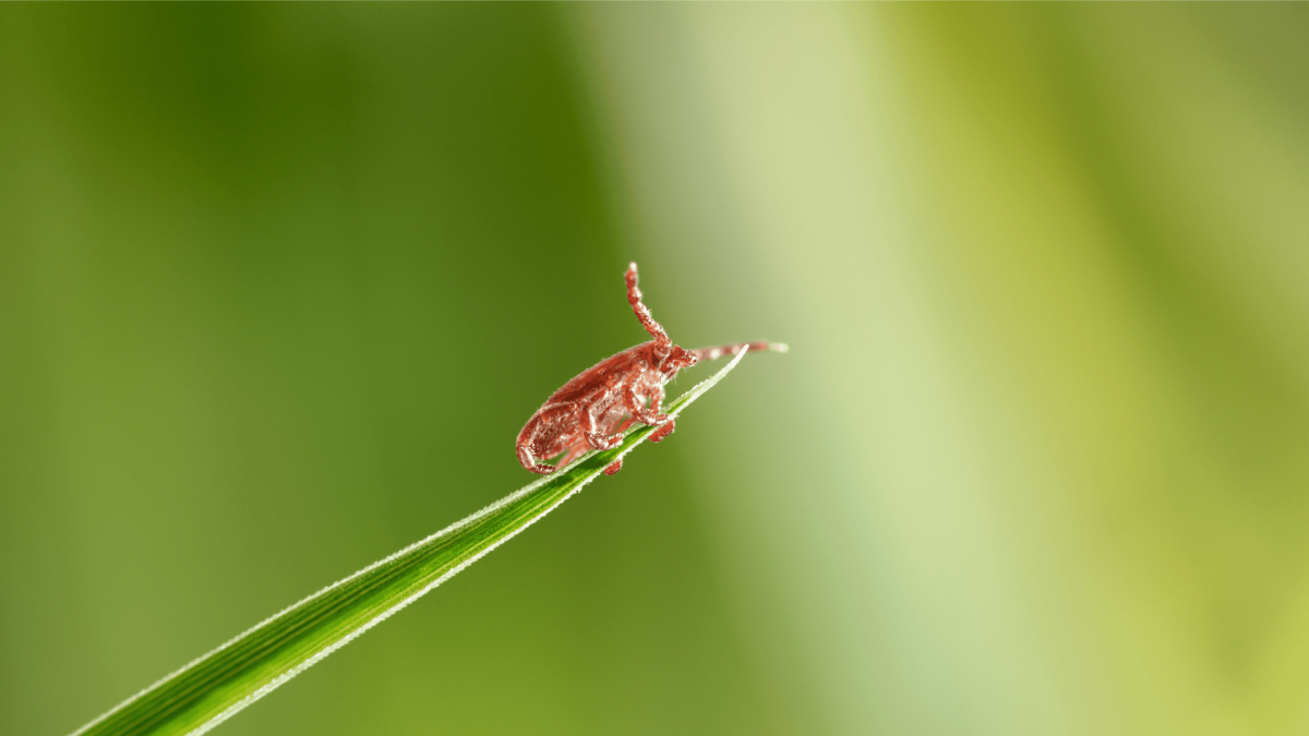 How to Easily Keep Ticks Out of Your Lawn This Year - Drivin' & Vibin'