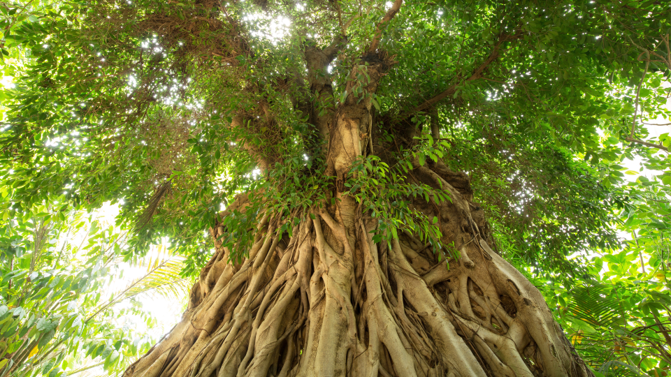 This 1200-Year-Old Tree Stands Tall in the Louisiana Swamps - Drivin ...