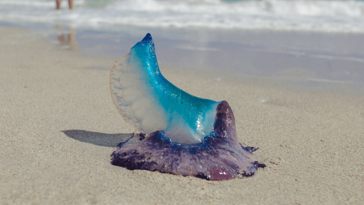 7 Dangerous Creatures in Panama City, Florida - Drivin' & Vibin'