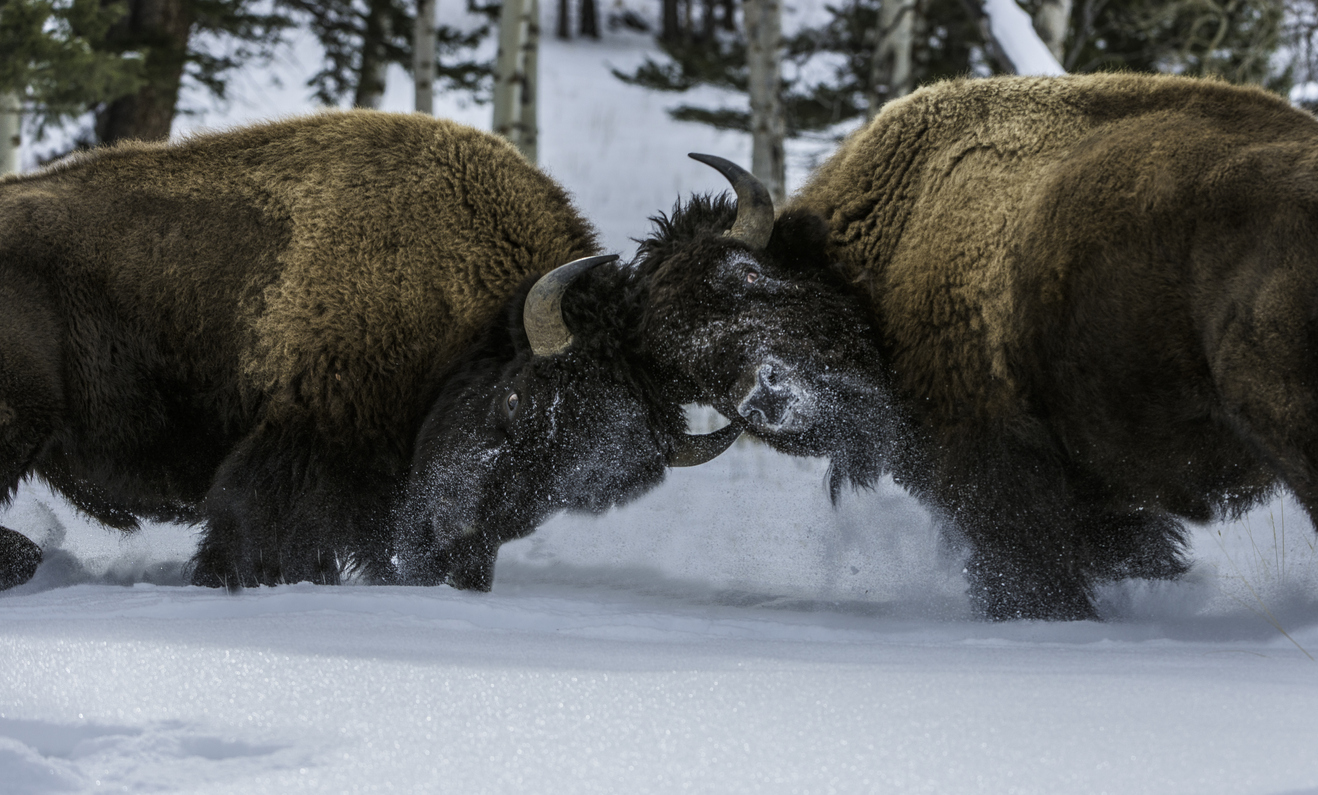 Woman Barely Escapes Death After Being Gored by Enraged Bison - Drivin ...