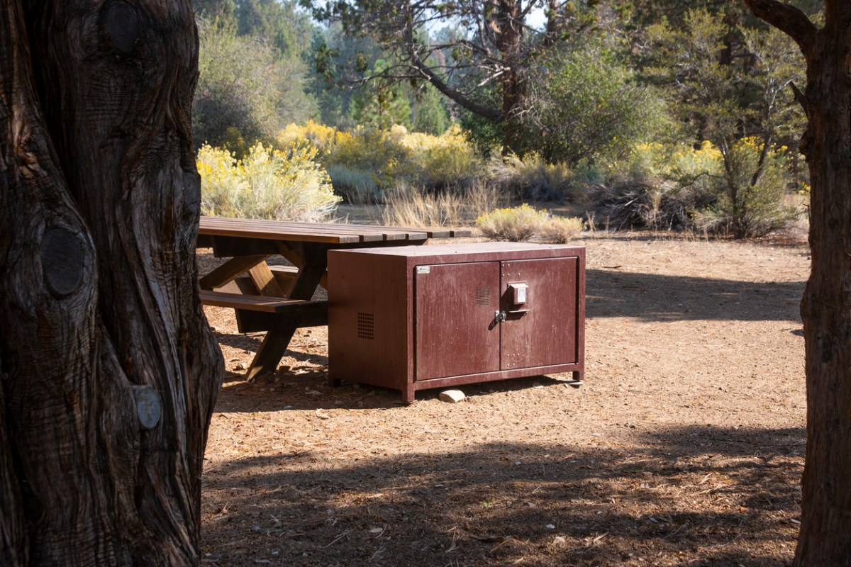 Is a Campground Bear Box Really Worth the Effort? - Drivin' & Vibin'