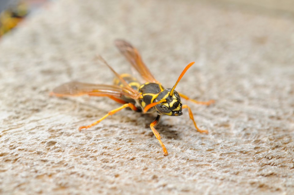 Deadly and Invasive Yellow-Legged Hornet Found in the US - Drivin' & Vibin'