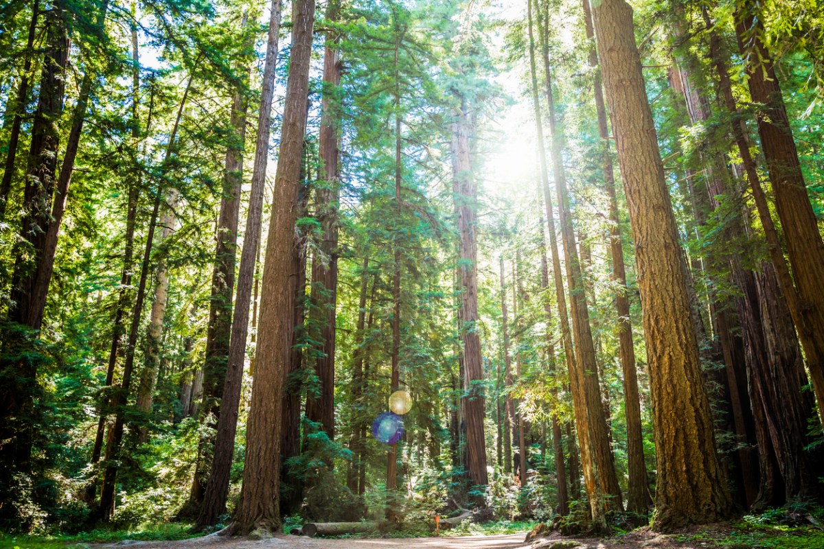 5 Most Popular State Parks in California With RV Sites - Drivin' & Vibin'
