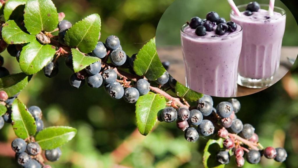 Is Doc Holliday's Huckleberry Really a Berry? - Drivin' & Vibin'