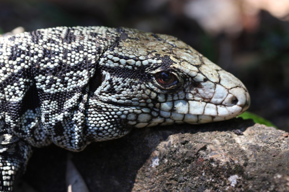 Is a Gigantic Lizard the Newest Threat in Florida? - Drivin' & Vibin'