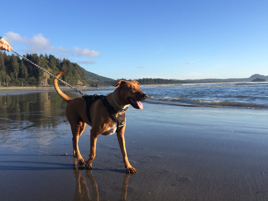 A Journey to Neah Bay: Finding Our Return to Innocence - Drivin' & Vibin'