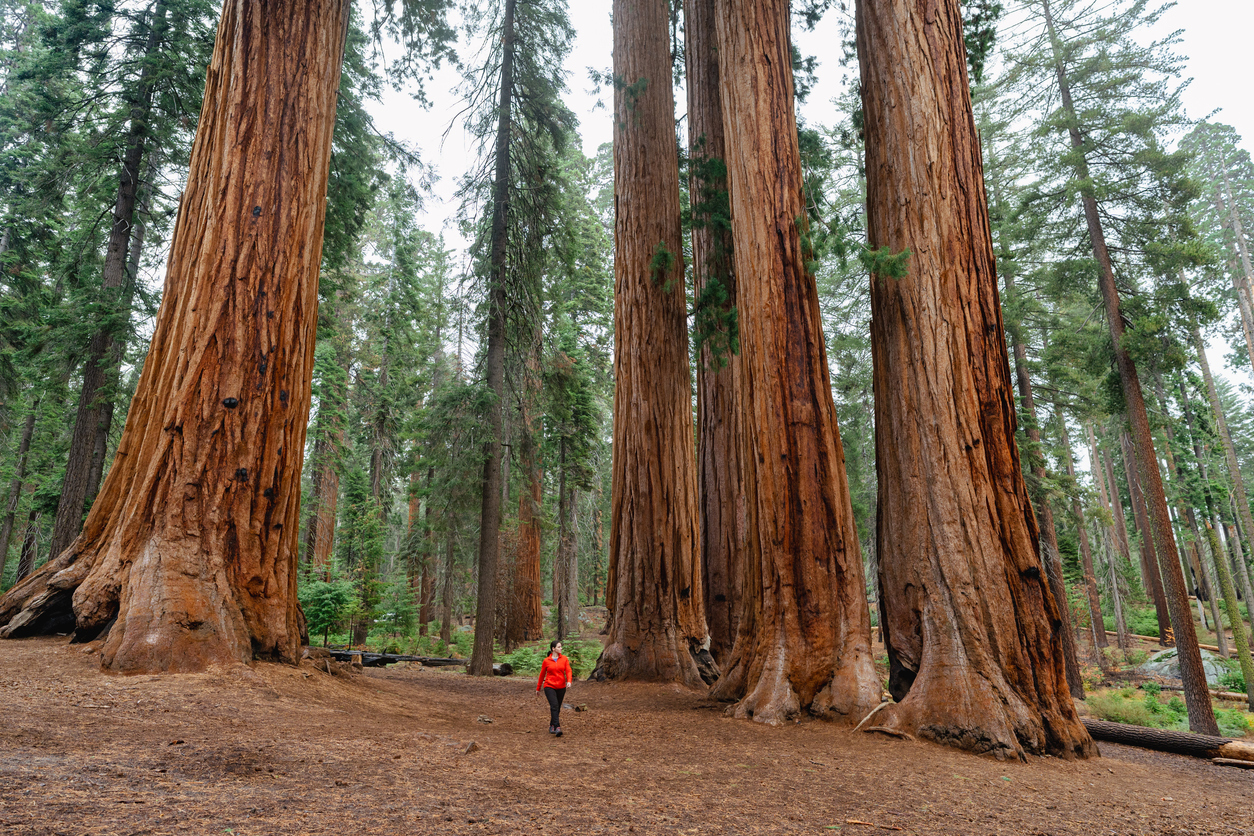 The Stillness of The Redwoods: A Soulful Journey - Drivin' & Vibin'